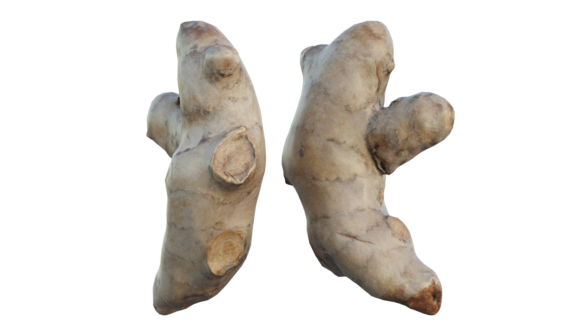 Turmeric Model - TurboSquid 1903310