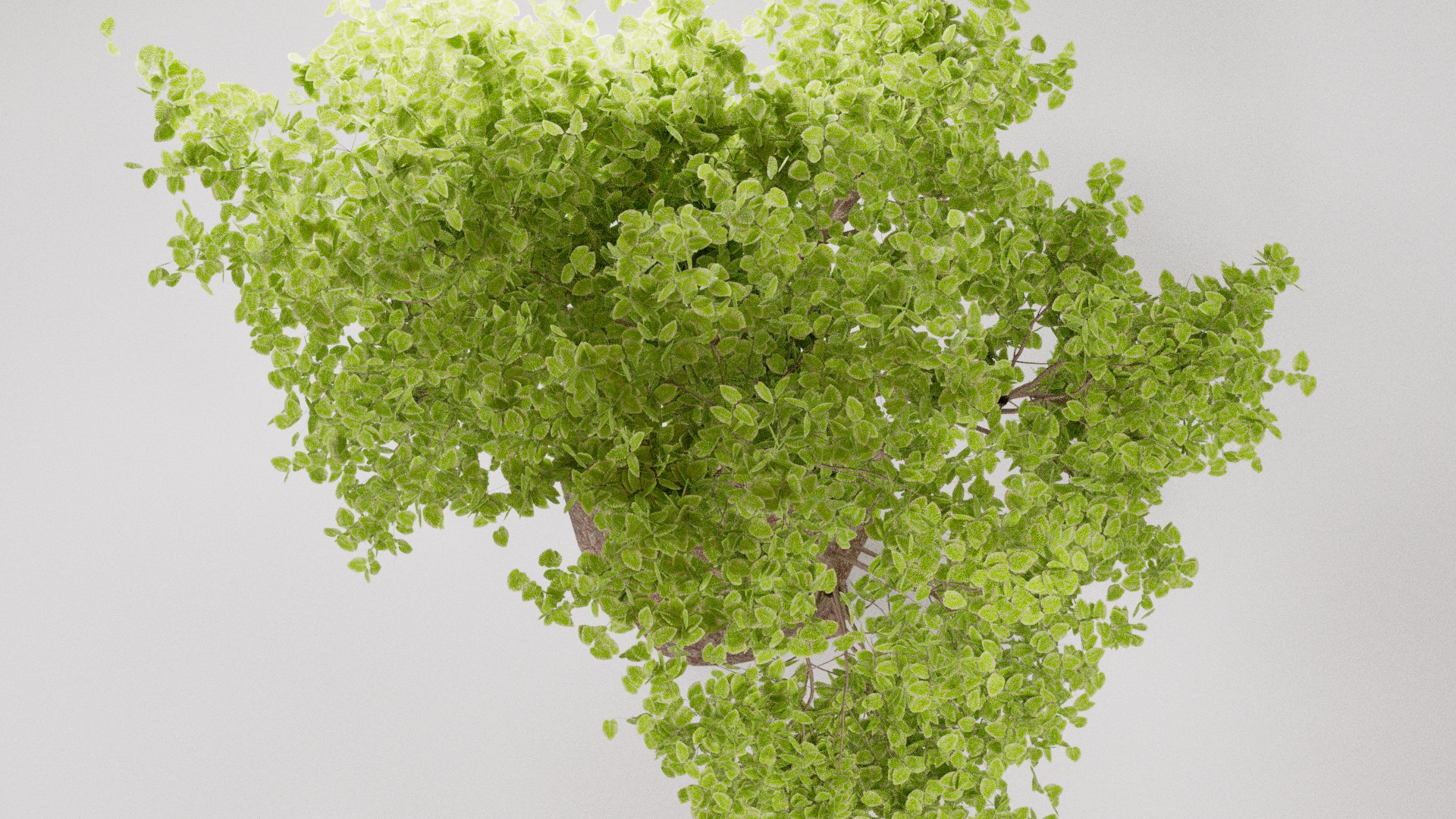 3D Animated Growing Tree Model - TurboSquid 2214382