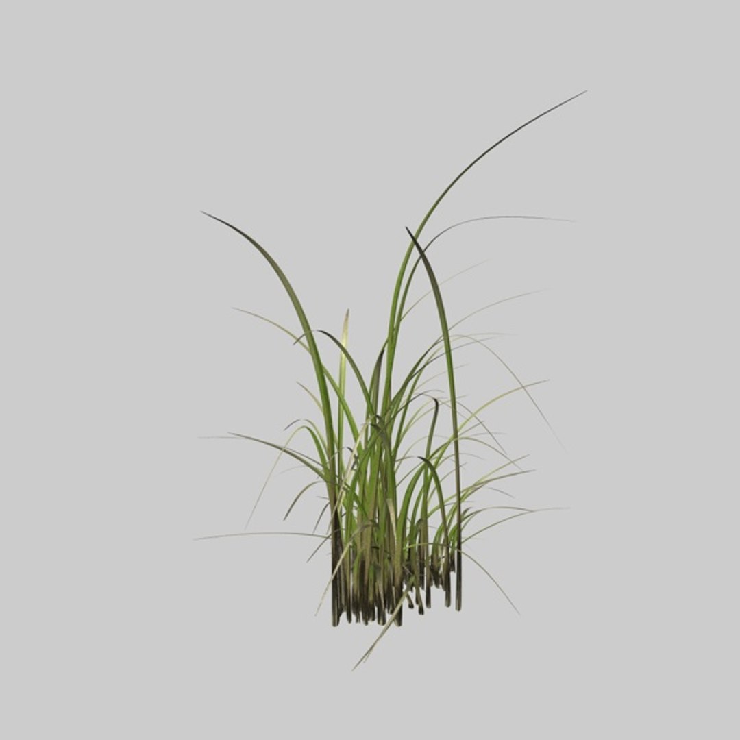 Cinema4d Marram Grasses