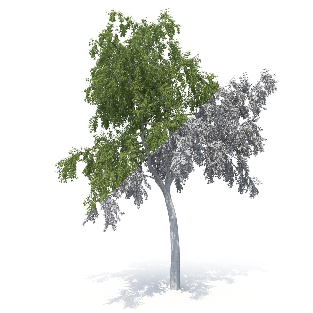 Birch Tree Seasons 3D Model - TurboSquid 1500097