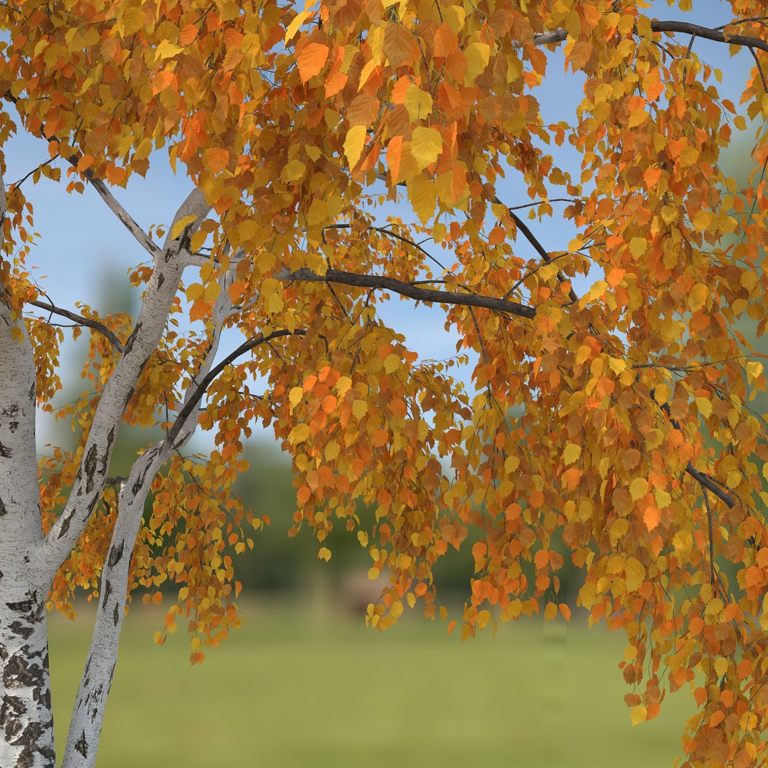 Birch Tree Seasons 3D Model - TurboSquid 1500097