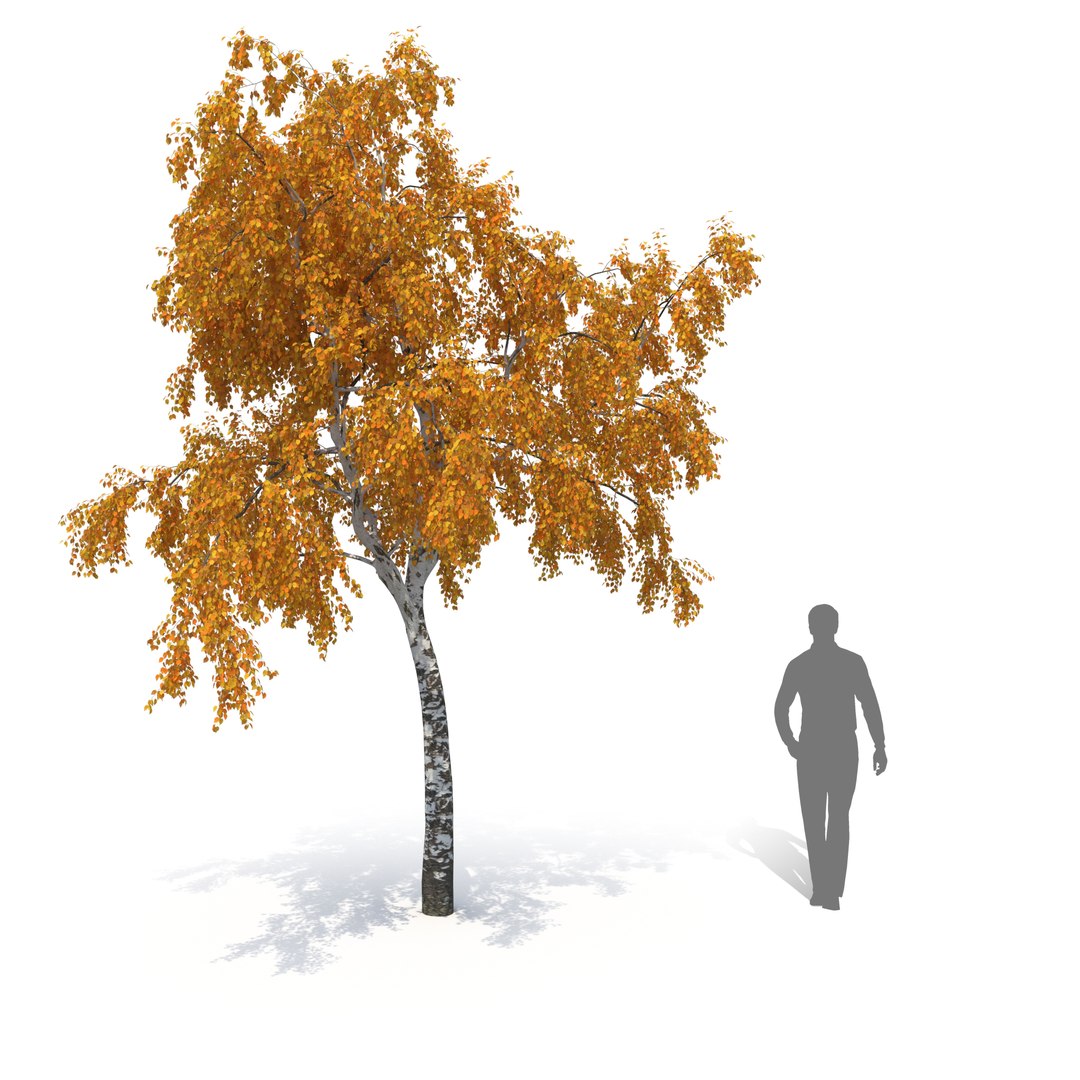 Birch Tree Seasons 3D Model - TurboSquid 1500097