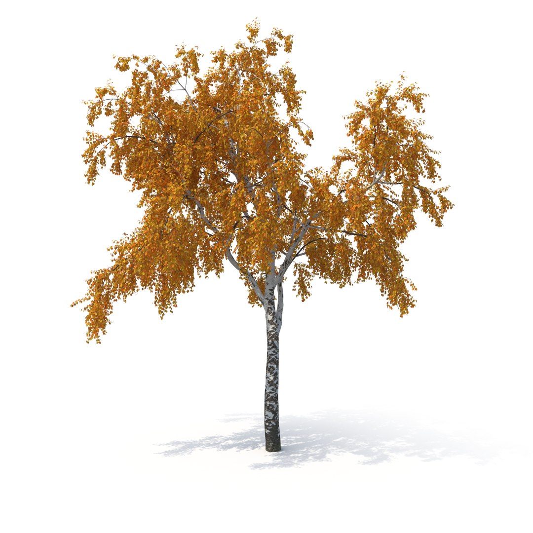 Birch Tree Seasons 3D Model - TurboSquid 1500097