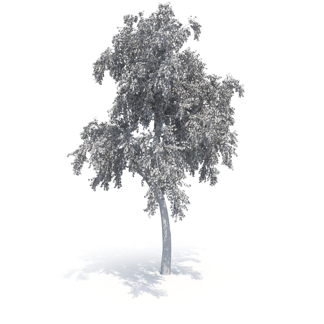 Birch Tree Seasons 3D Model - TurboSquid 1500097