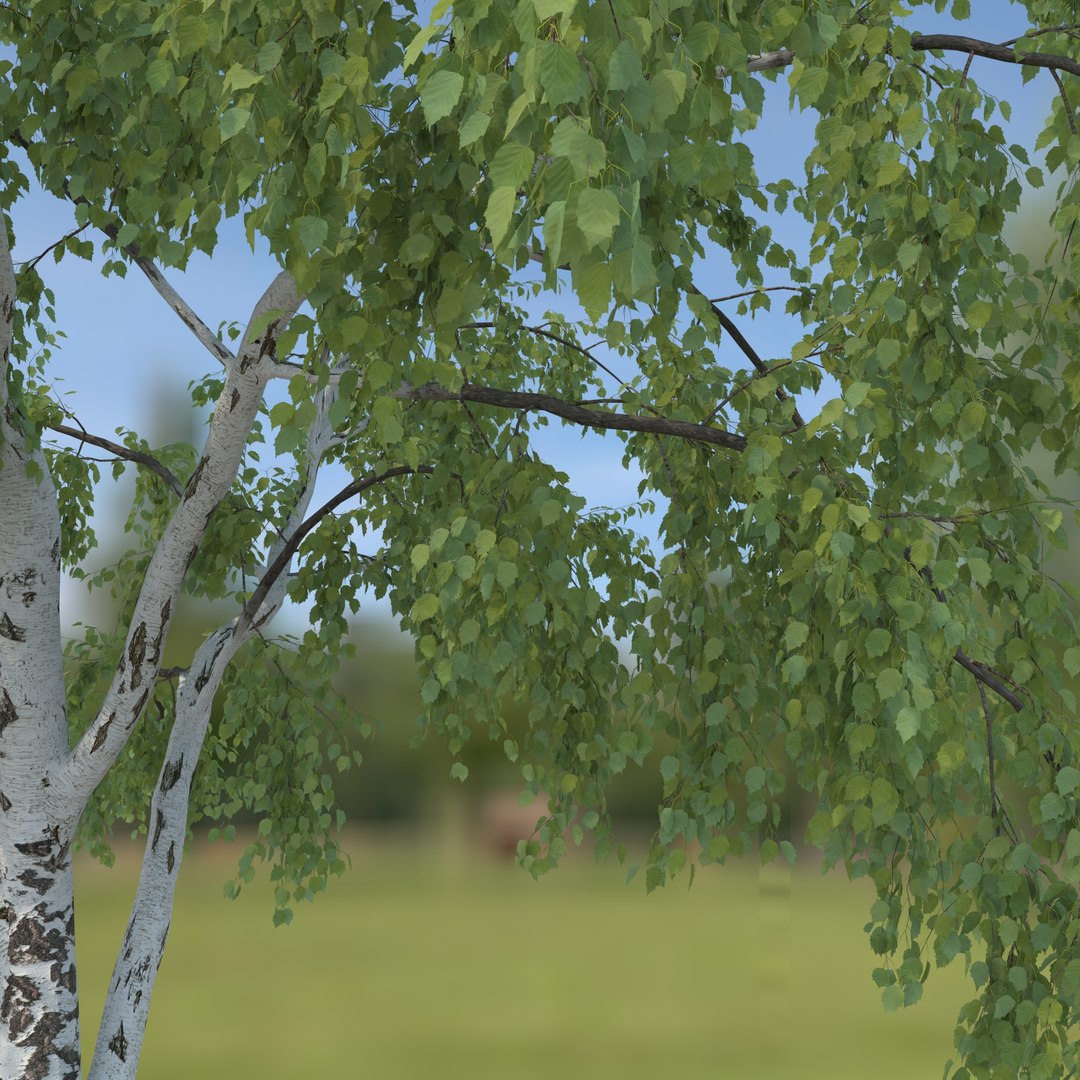 Birch Tree Seasons 3D Model - TurboSquid 1500097