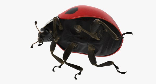 3d ladybug lady bug model