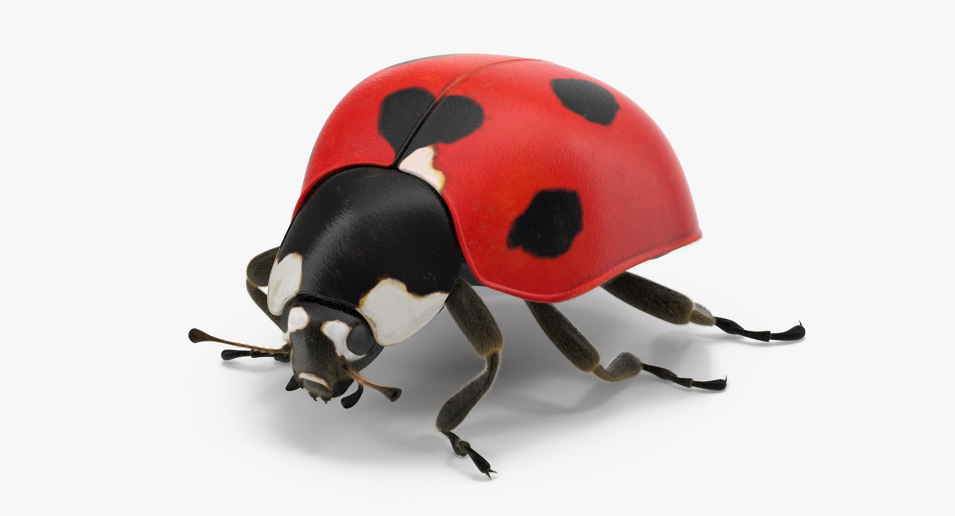 3d Ladybug Lady Bug Model