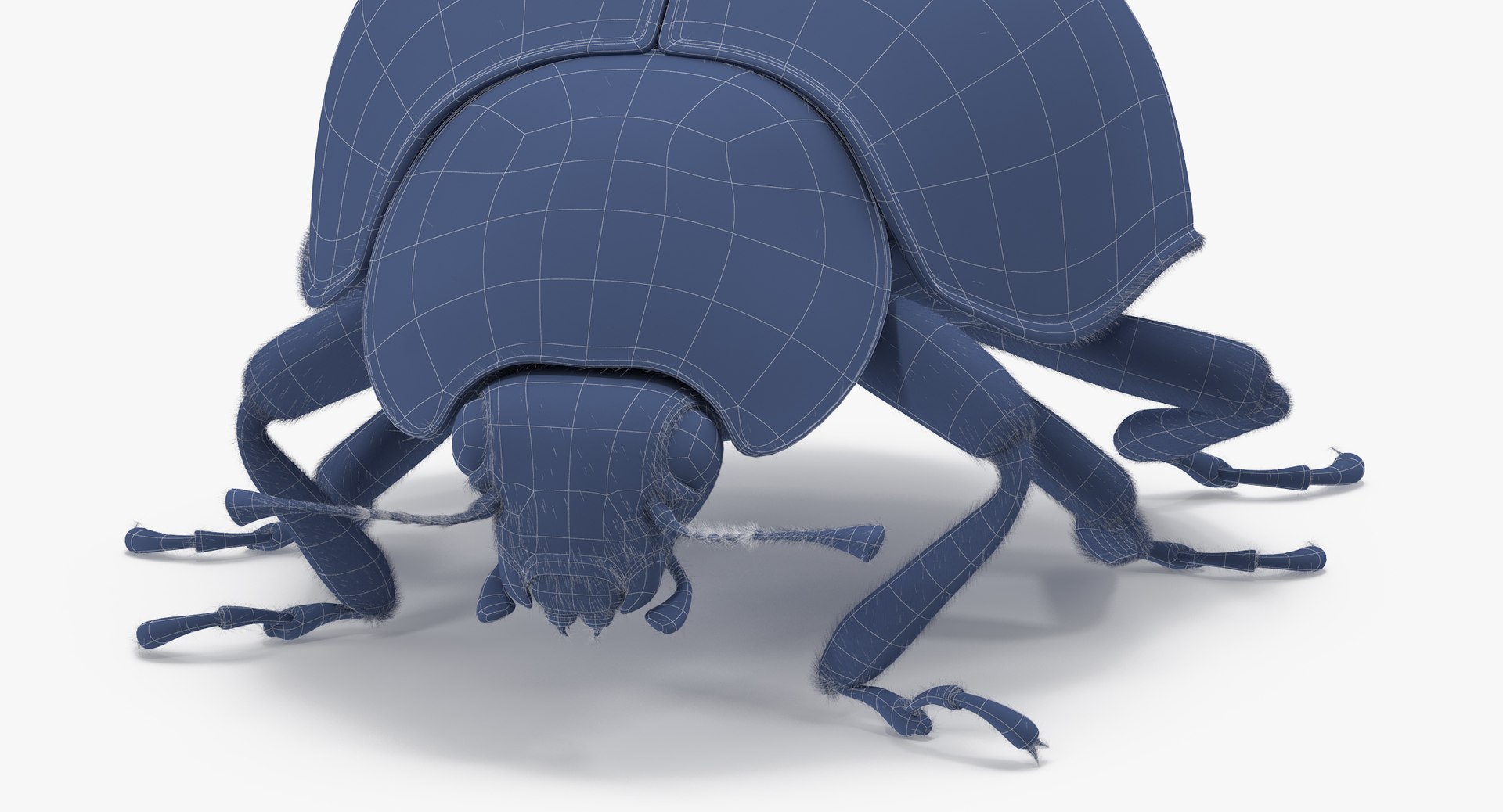 3d Ladybug Lady Bug Model