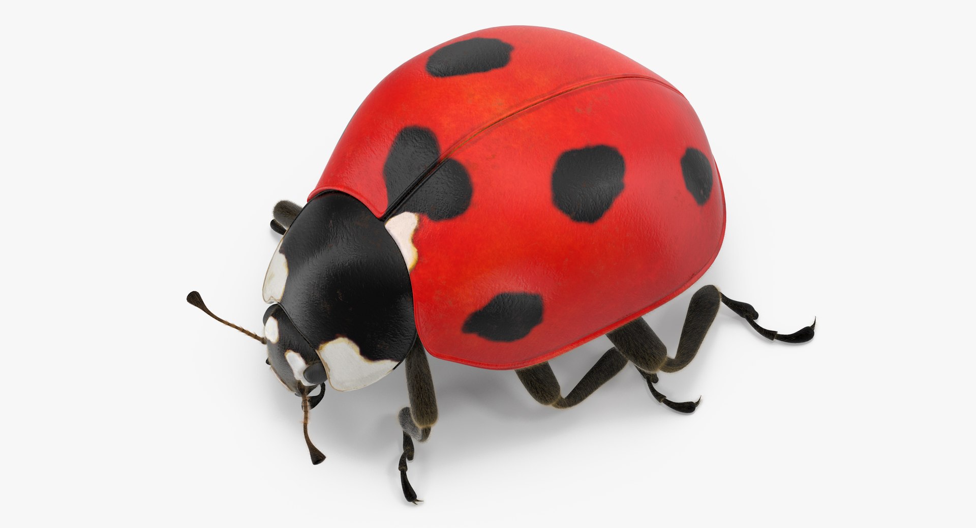 3d Ladybug Lady Bug Model