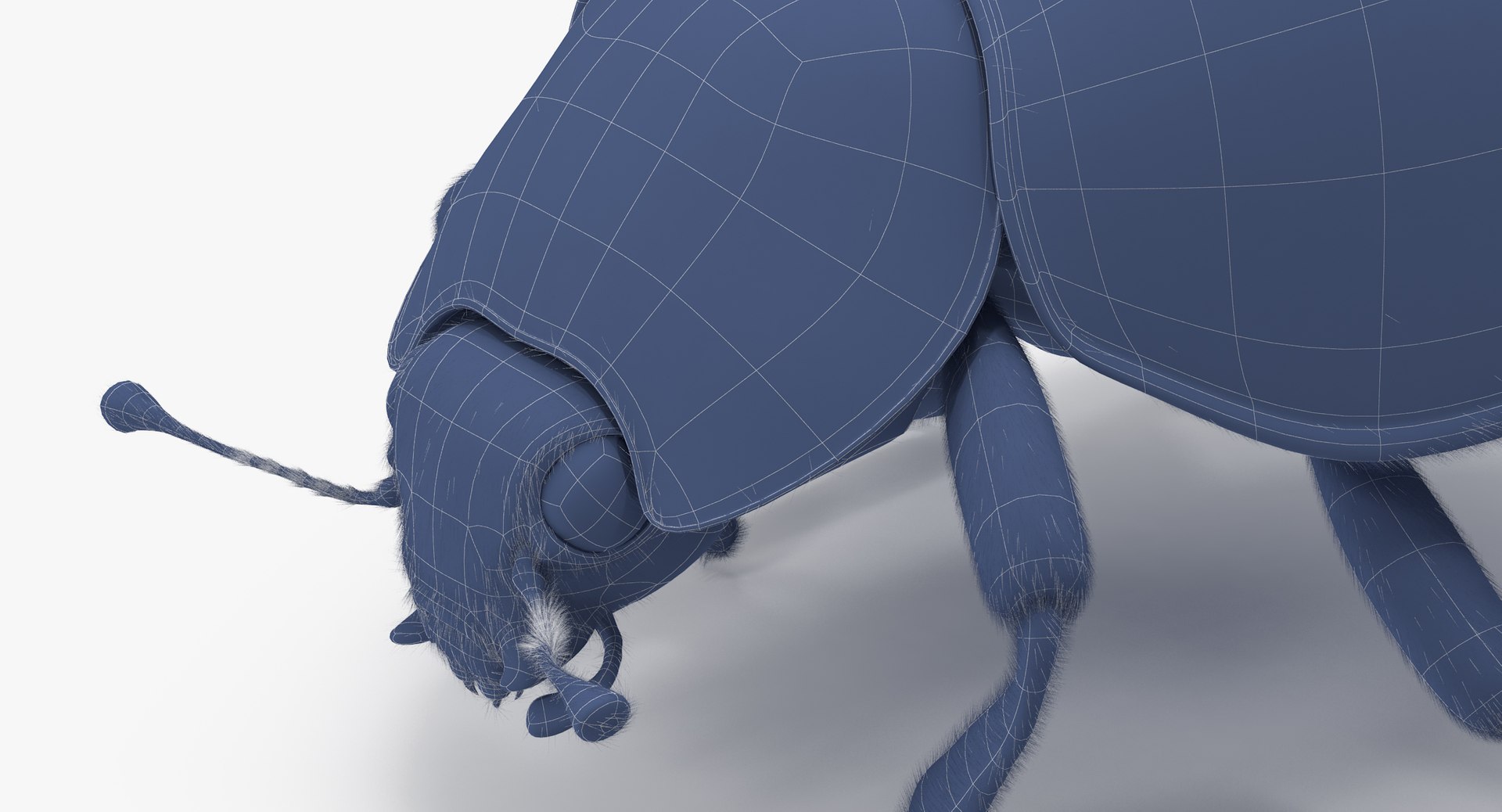 3d Ladybug Lady Bug Model