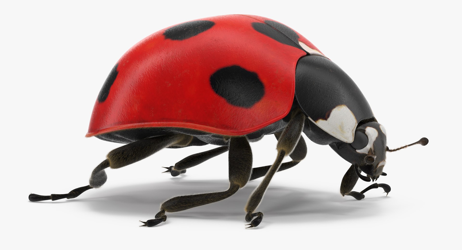 3d Ladybug Lady Bug Model
