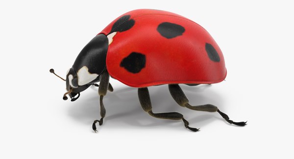 3d ladybug lady bug model