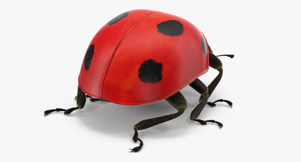 3d ladybug lady bug model