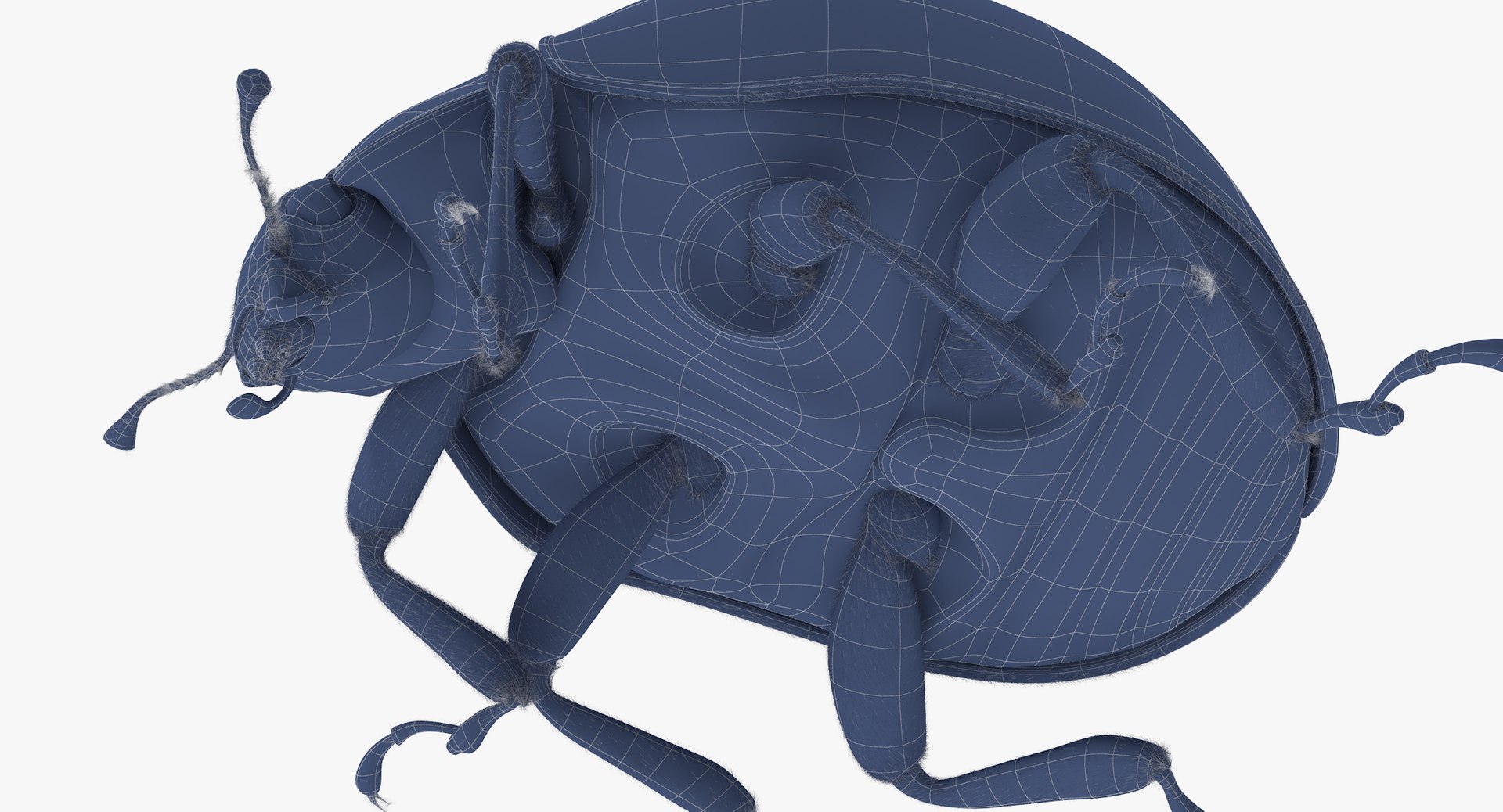 3d Ladybug Lady Bug Model