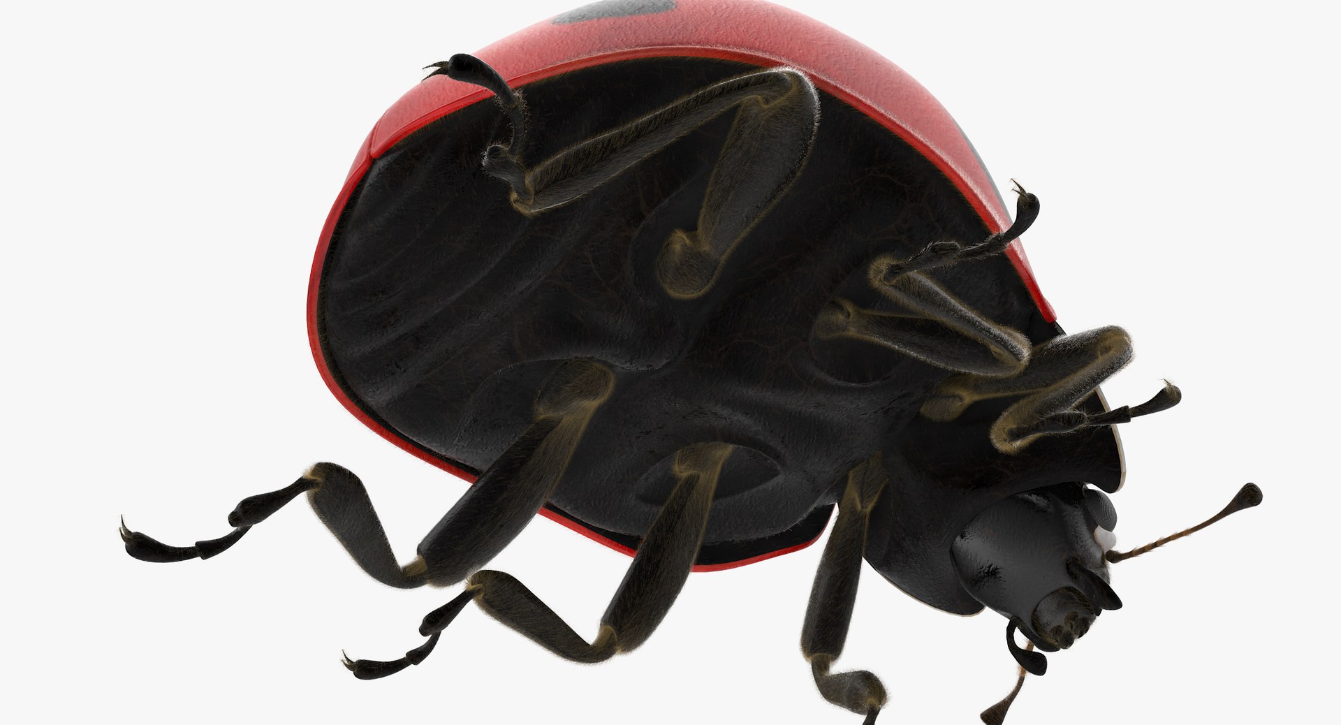 3d Ladybug Lady Bug Model