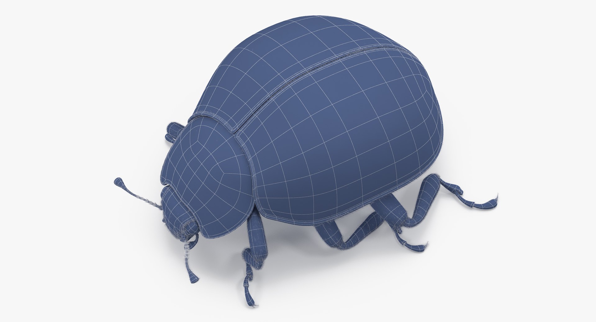 3d Ladybug Lady Bug Model