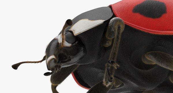 3d ladybug lady bug model