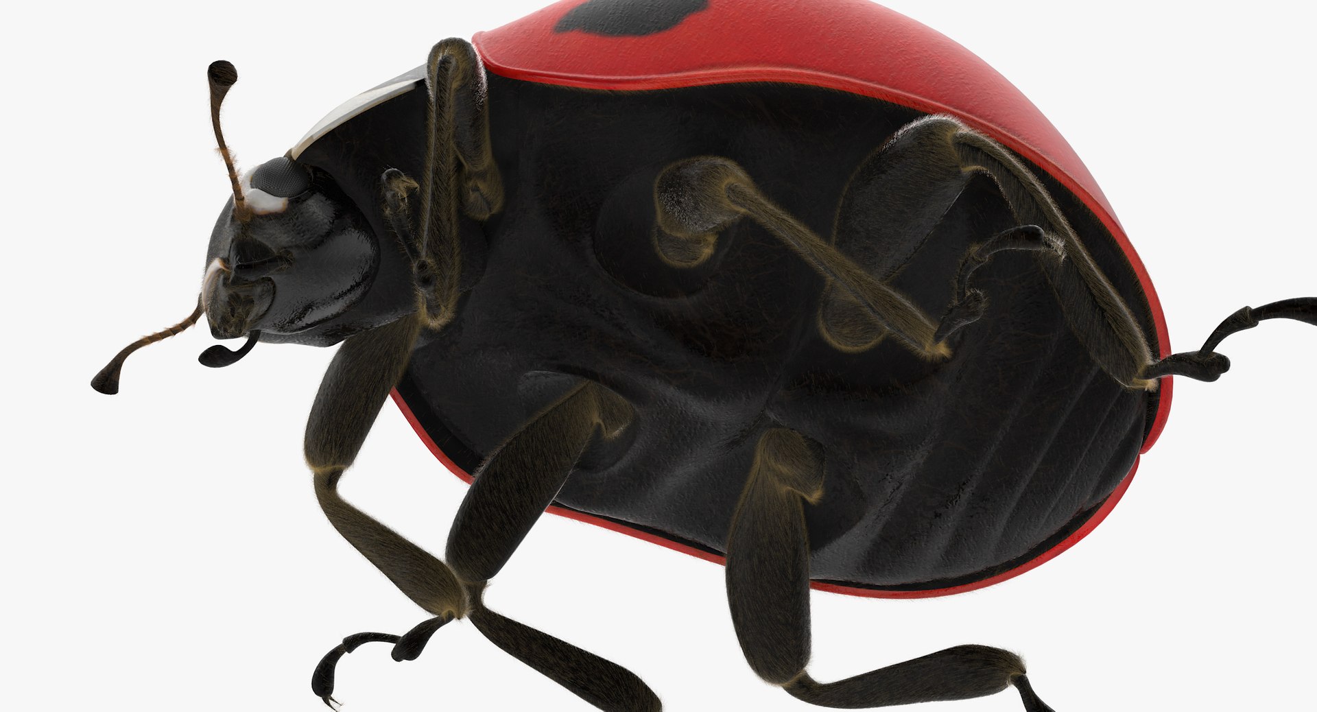 3d Ladybug Lady Bug Model