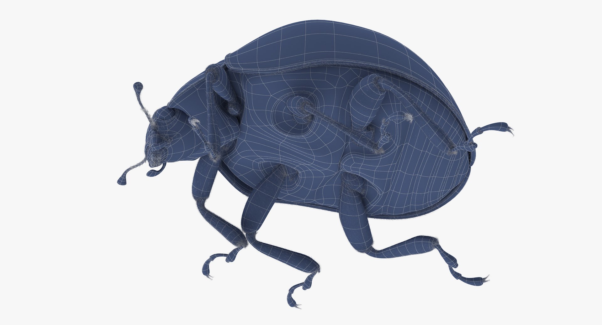 3d Ladybug Lady Bug Model