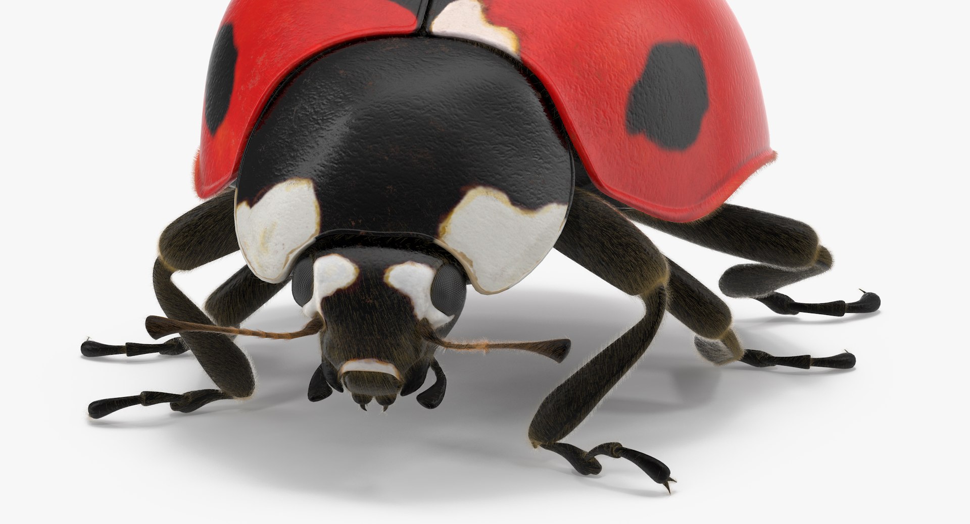 3d Ladybug Lady Bug Model
