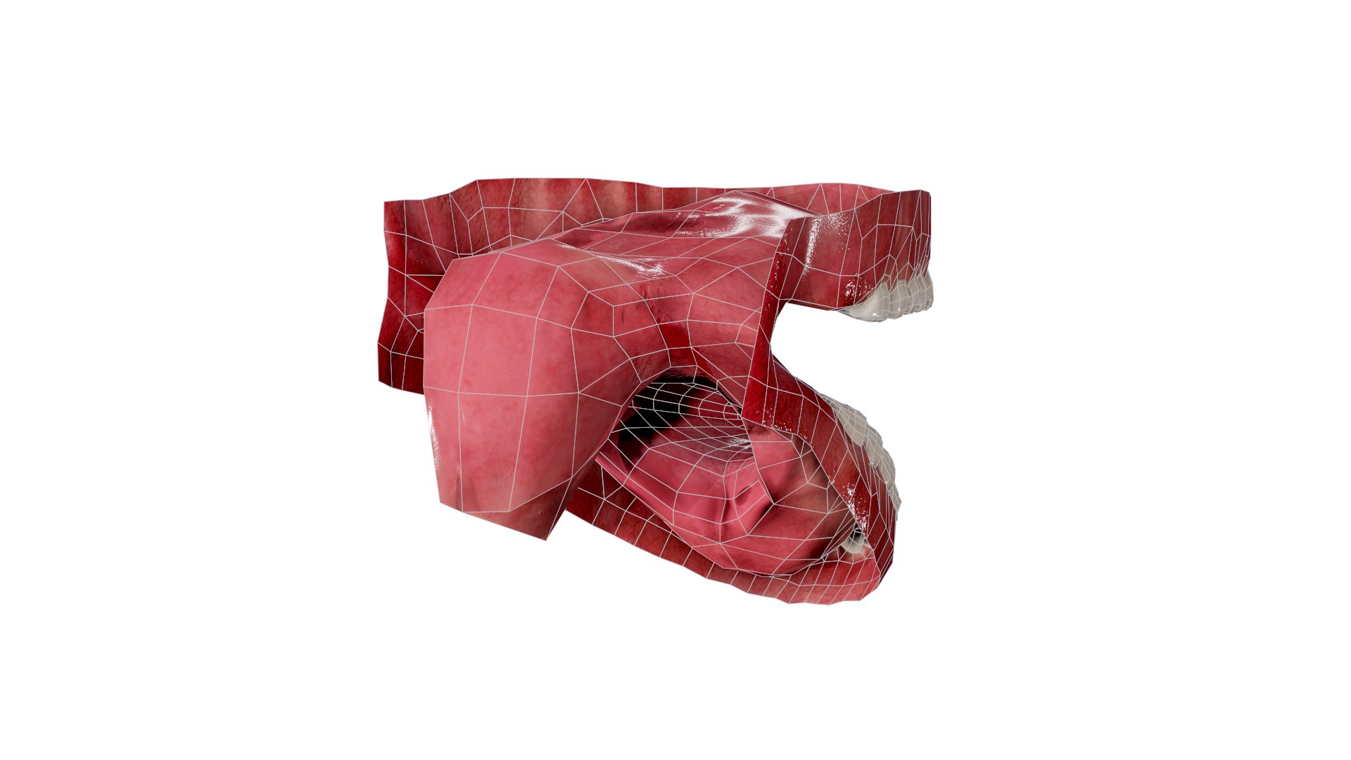 3D Realistic Low Poly Mouth Low-poly 3D Model - TurboSquid 1768440