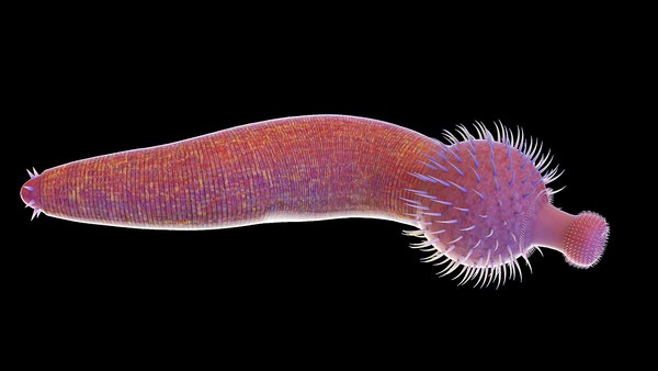 3D Ottoia Animated - TurboSquid 1780041