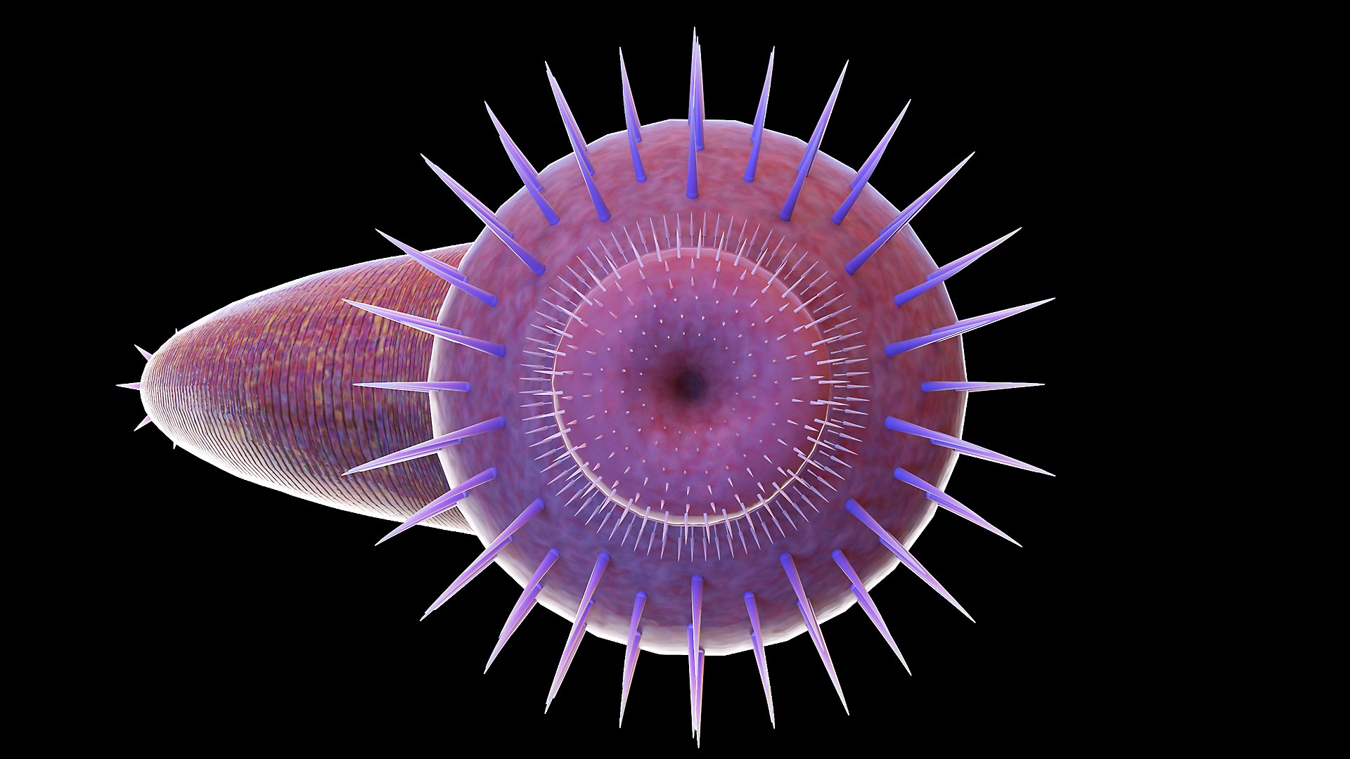 3D Ottoia Animated - TurboSquid 1780041