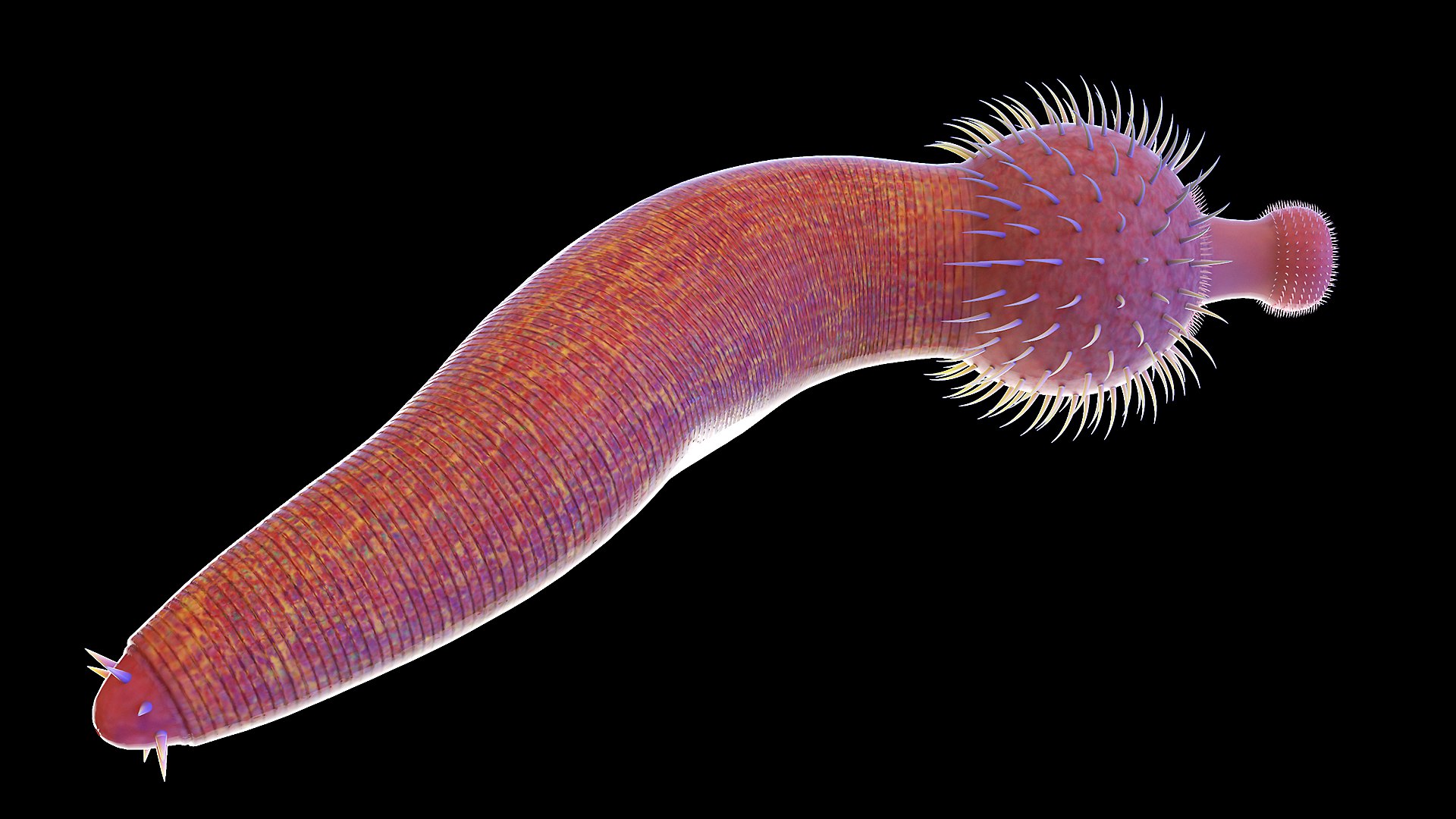 3D Ottoia Animated - TurboSquid 1780041