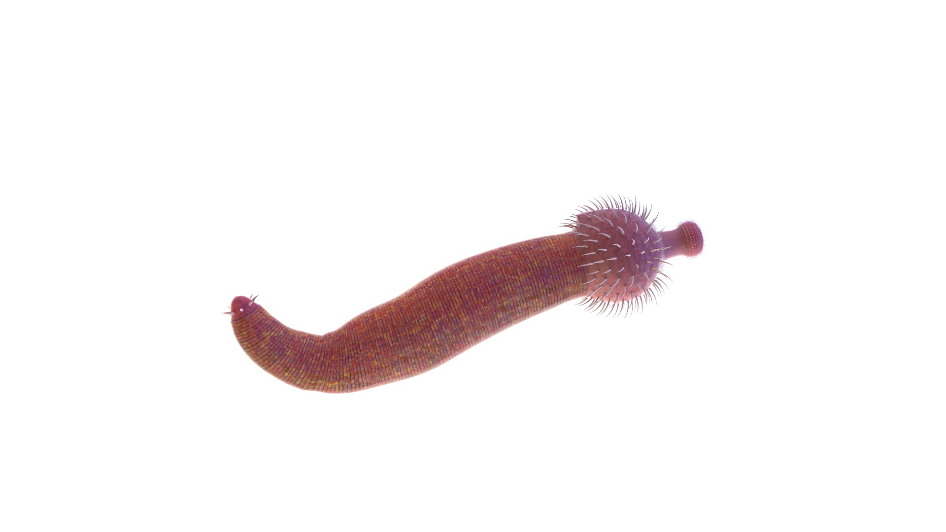 3D Ottoia Animated - TurboSquid 1780041