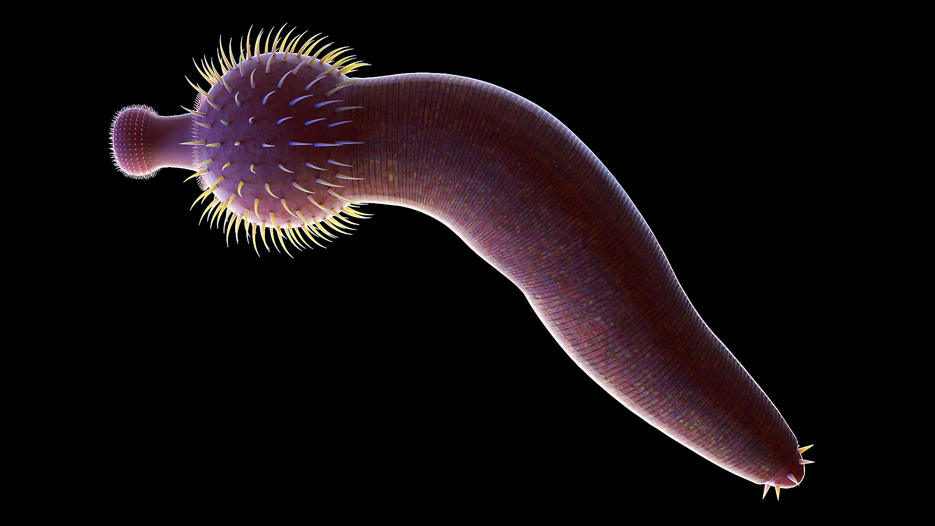 3D Ottoia Animated - TurboSquid 1780041