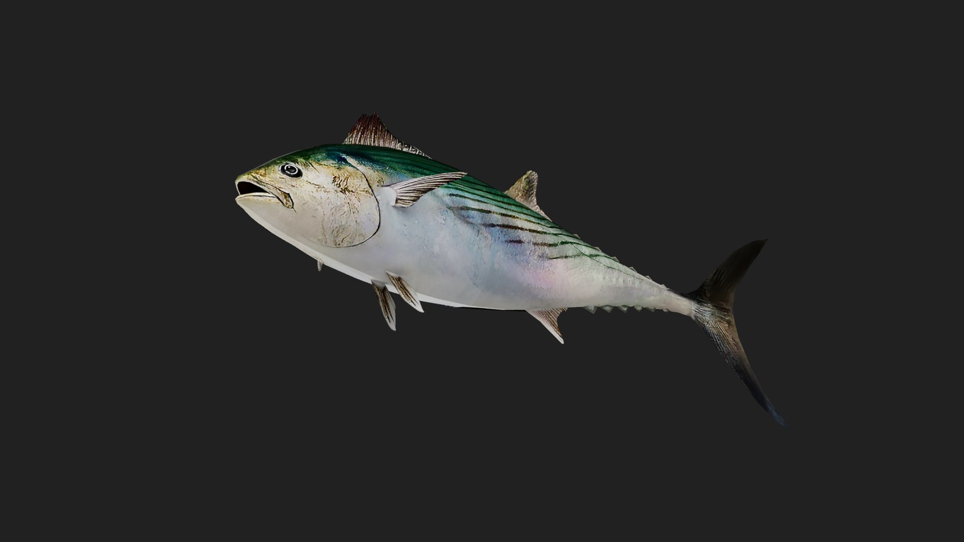 Tuna 3D Model - TurboSquid 2119683
