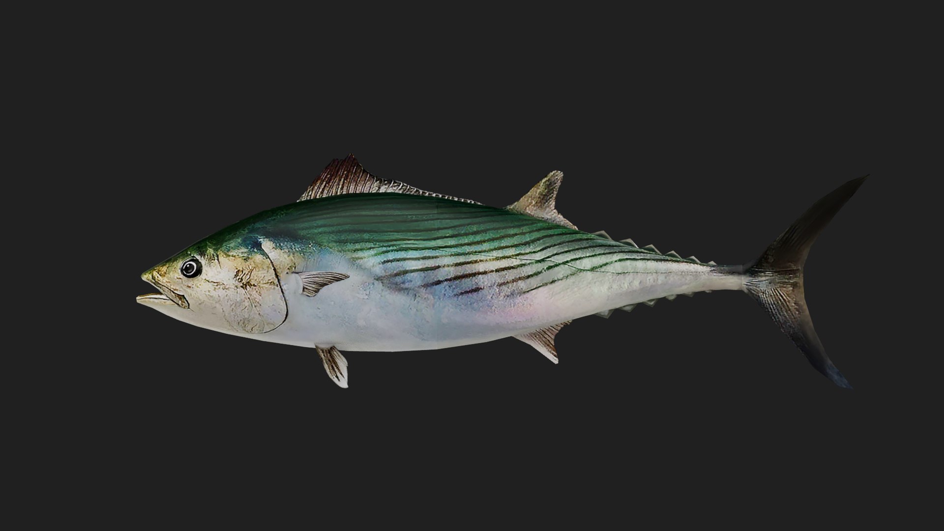 Tuna 3D Model - TurboSquid 2119683