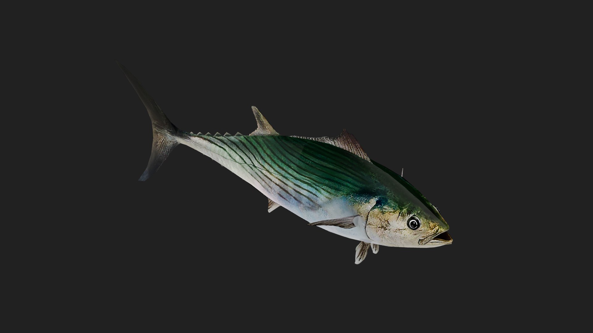 Tuna 3D Model - TurboSquid 2119683