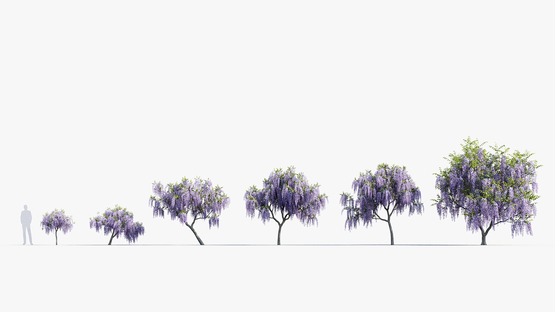 Wisteria Floribunda Japanese Wisteria 3D Model - TurboSquid 2044795