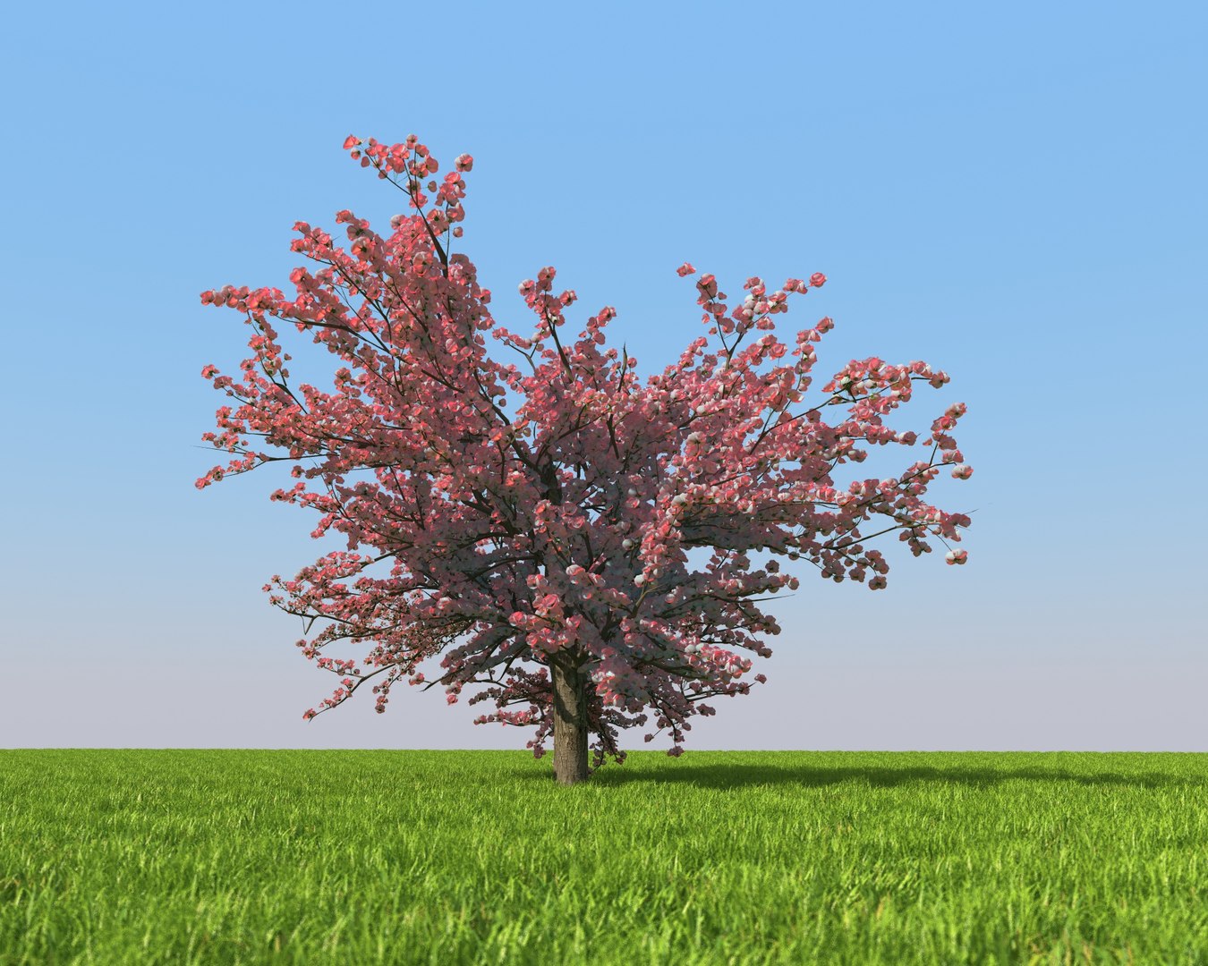 Blossoming Sakura 3D Model - TurboSquid 1380629