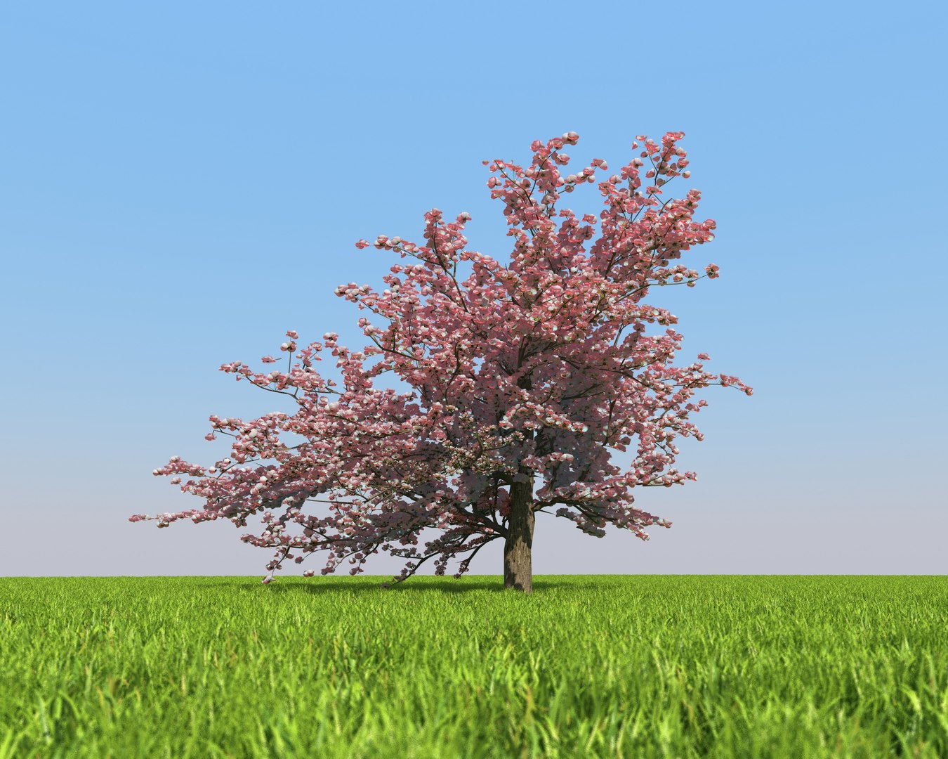 Blossoming Sakura 3D Model - TurboSquid 1380629