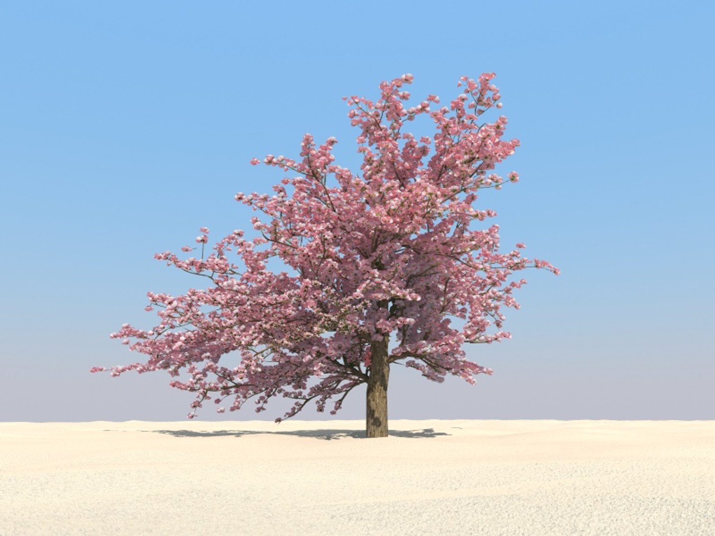 Blossoming Sakura 3D Model - TurboSquid 1380629