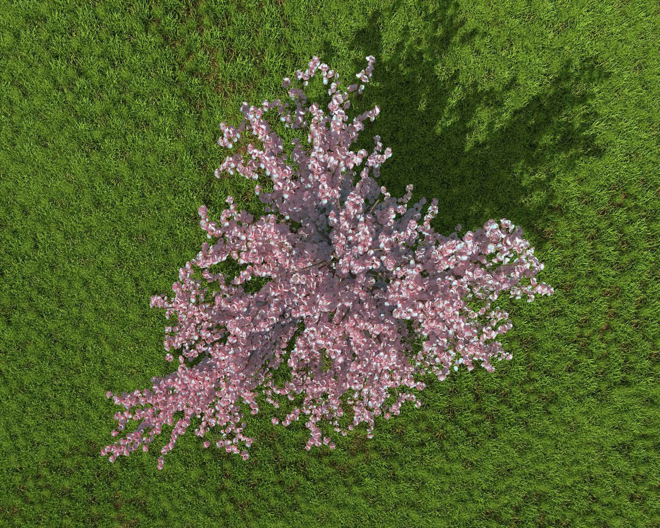 Blossoming Sakura 3D Model - TurboSquid 1380629