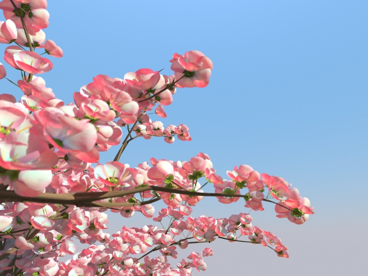 Blossoming Sakura 3D Model - TurboSquid 1380629