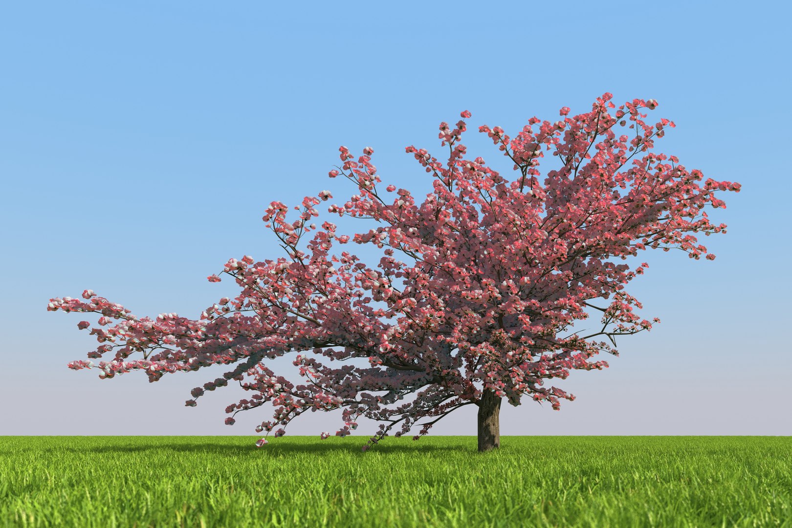 Blossoming Sakura 3D Model - TurboSquid 1380629
