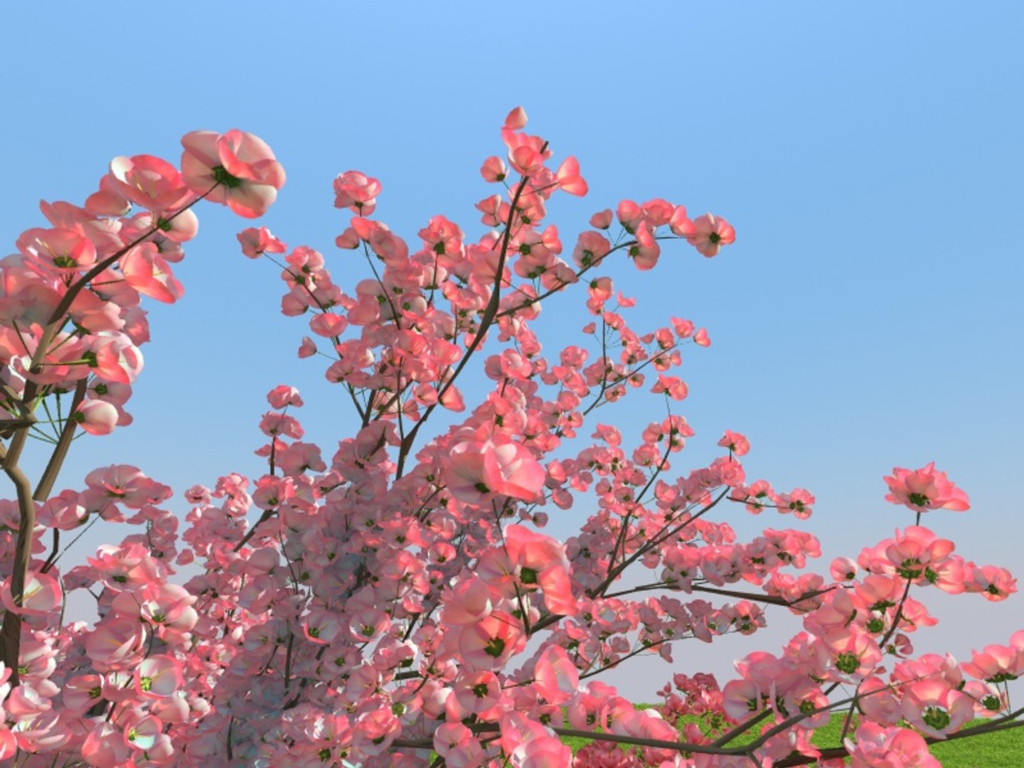Blossoming Sakura 3D Model - TurboSquid 1380629