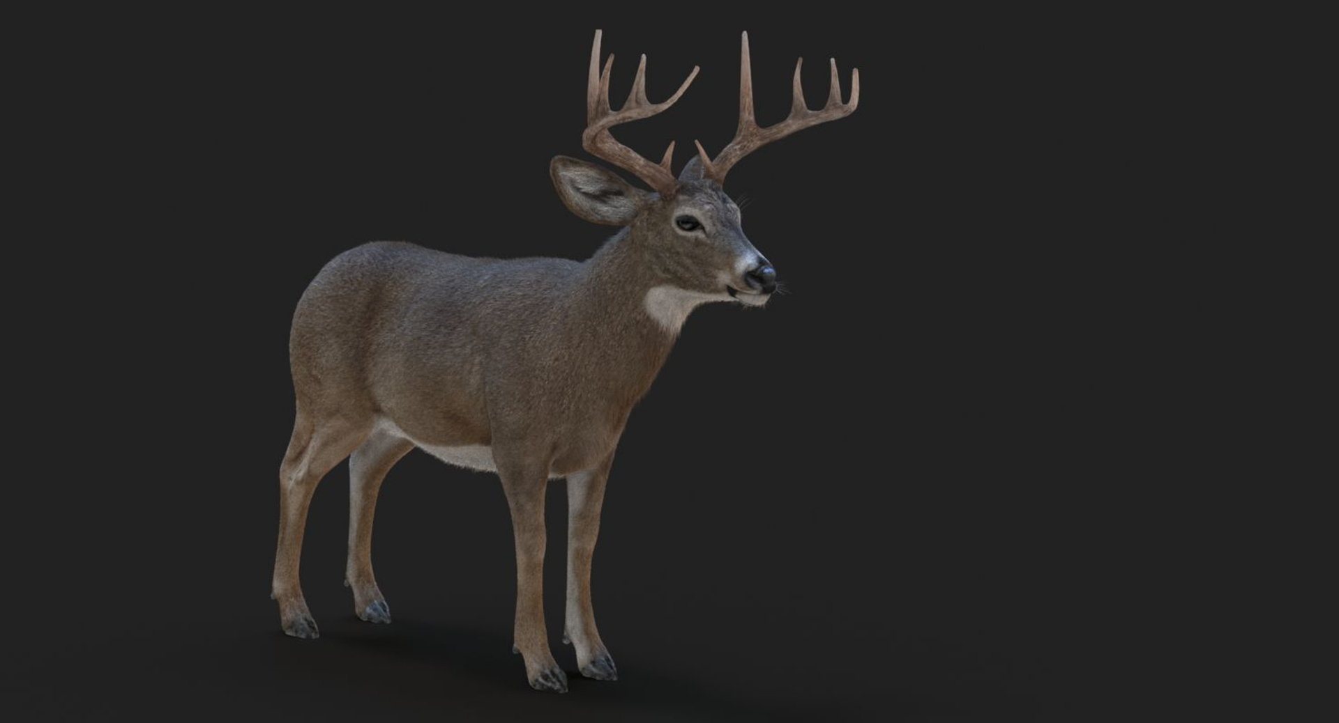 Ma Deer Animations 2 Fur
