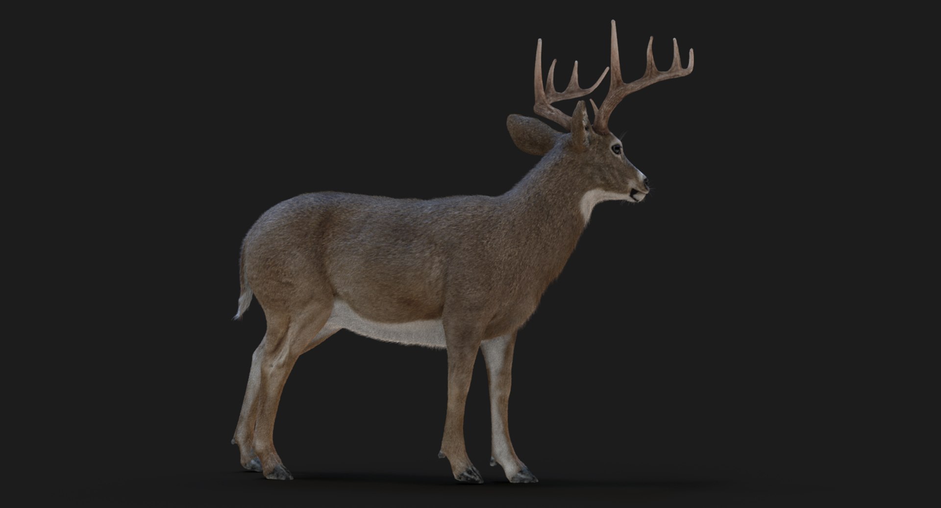 Ma Deer Animations 2 Fur