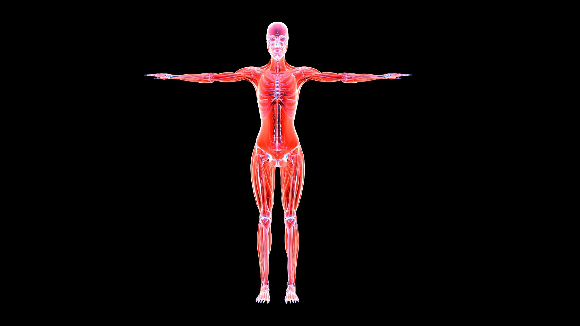 3D female human body with skeleton muscular system - TurboSquid 1870259