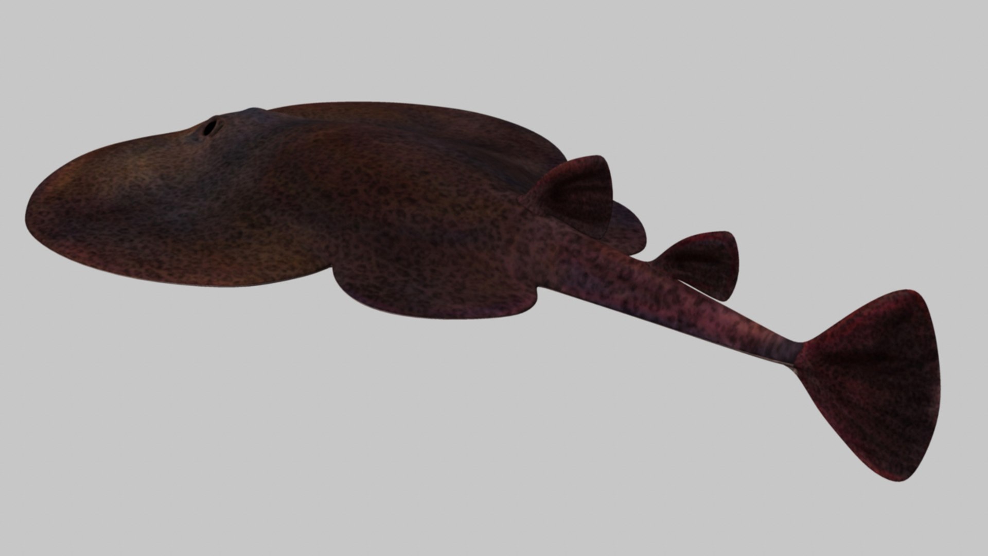 3d model of electric rays fish