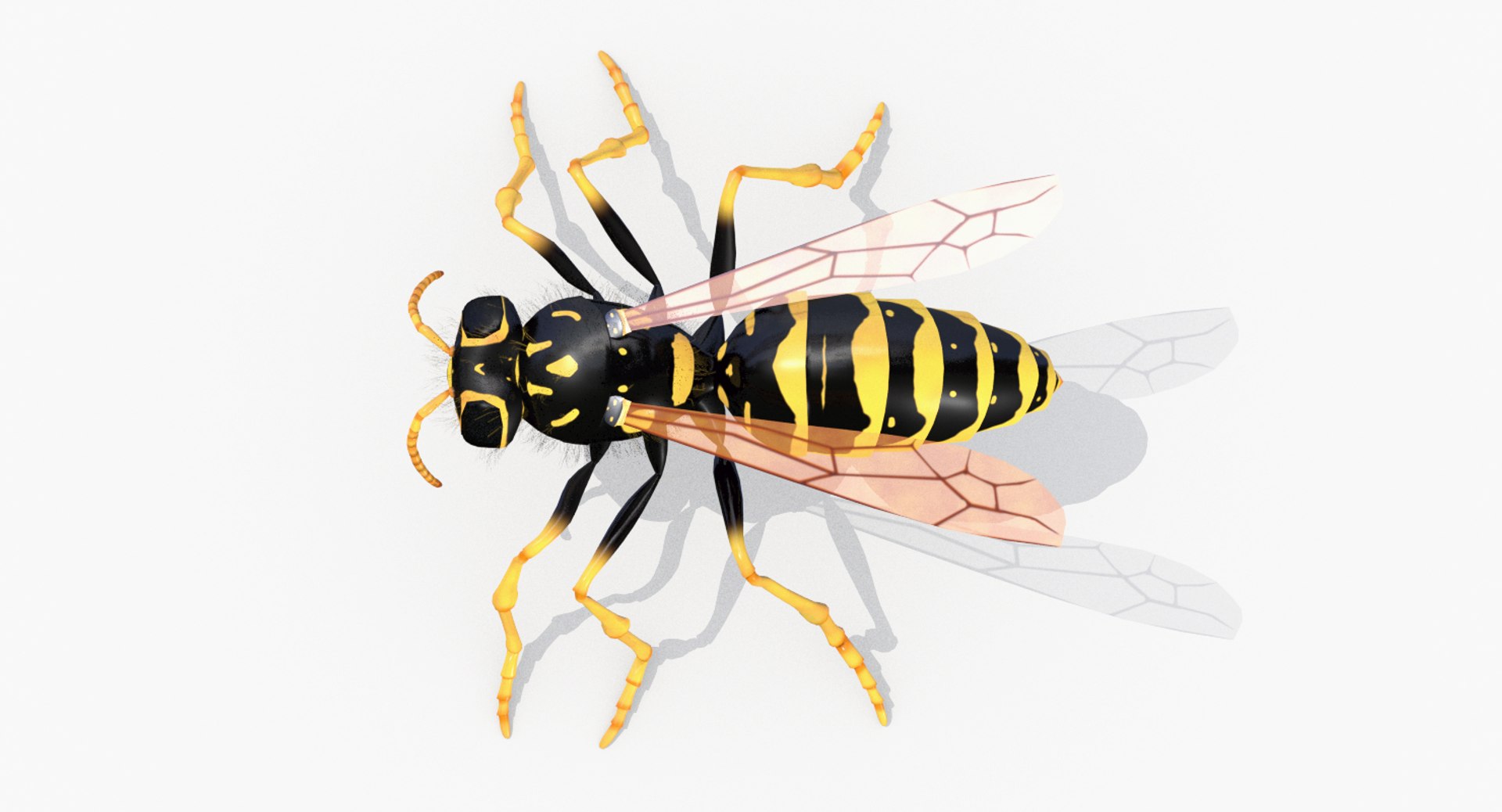 Realistic Wasp - Max