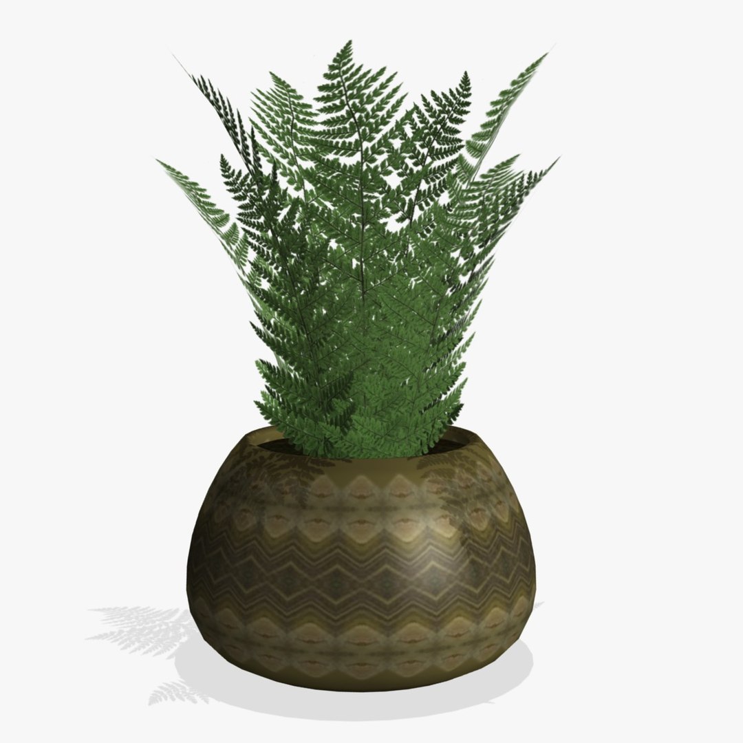 fern pl 3d model
