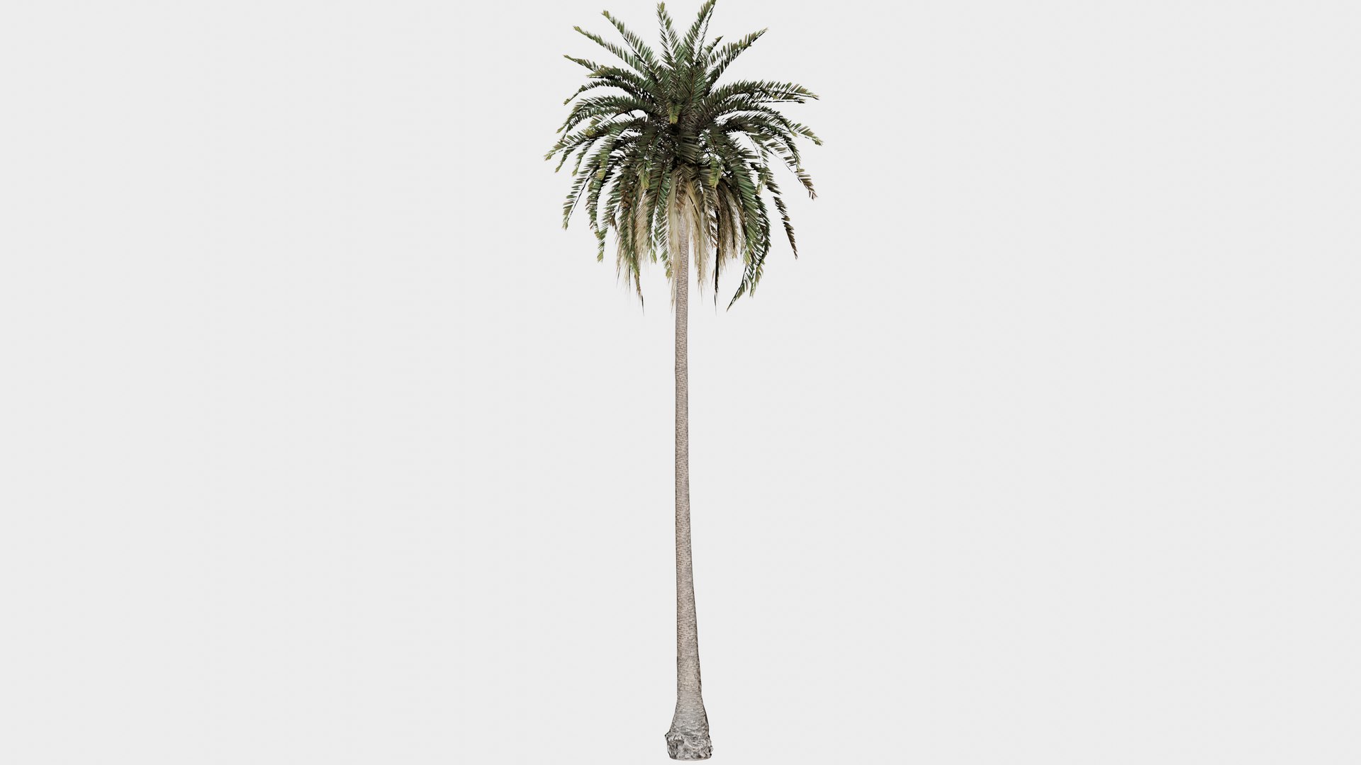 3D 8 In 1 Palm Trees Collection - Game Assets - Low Poly - TurboSquid ...