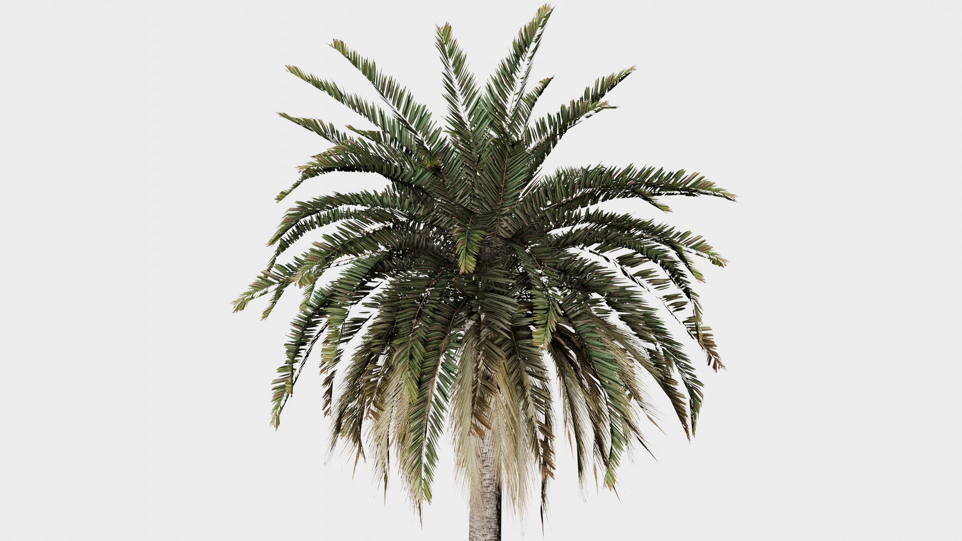 3D 8 In 1 Palm Trees Collection - Game Assets - Low Poly - TurboSquid ...