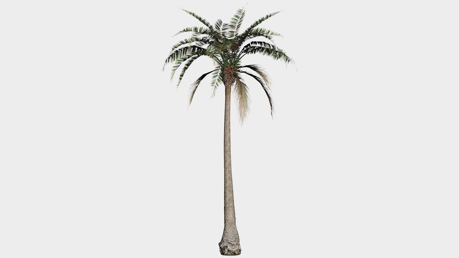 3D 8 In 1 Palm Trees Collection - Game Assets - Low Poly - TurboSquid ...